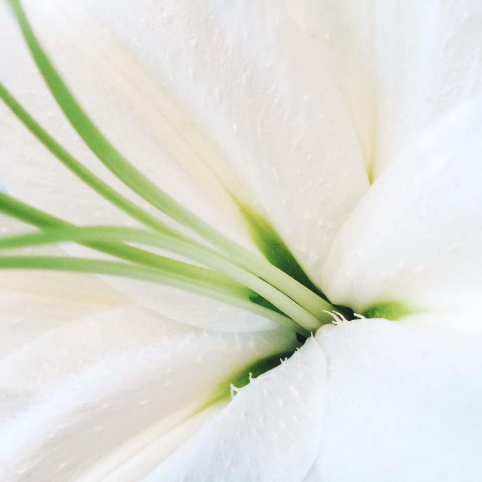 10 Tips For Taking Stunning iPhone Photos Of Flowers