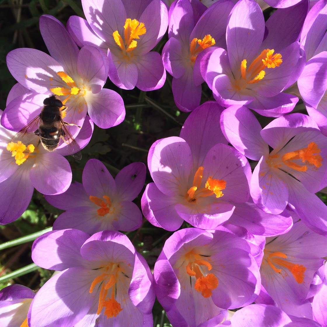 10 Tips For Taking Stunning iPhone Photos Of Flowers