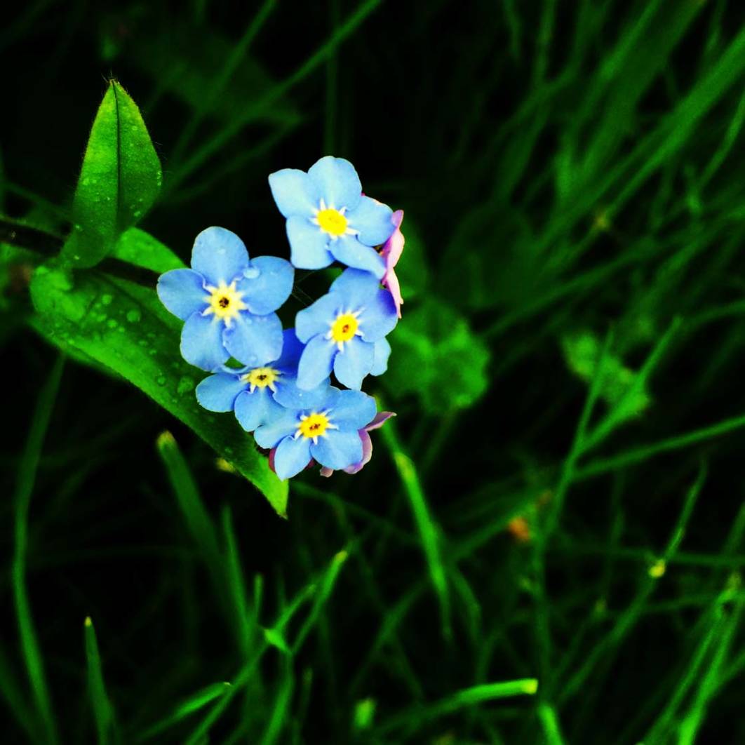 10 Tips For Taking Stunning iPhone Photos Of Flowers