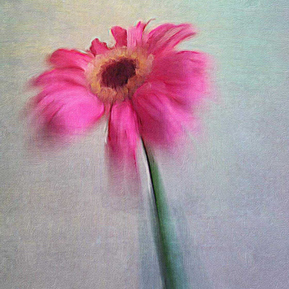 5 Ways To Enhance Your Flower Photos With iPhone Editing Apps