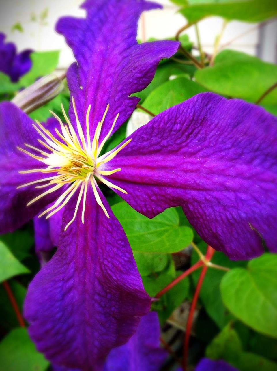 5 Ways To Enhance Your Flower Photos With iPhone Editing Apps