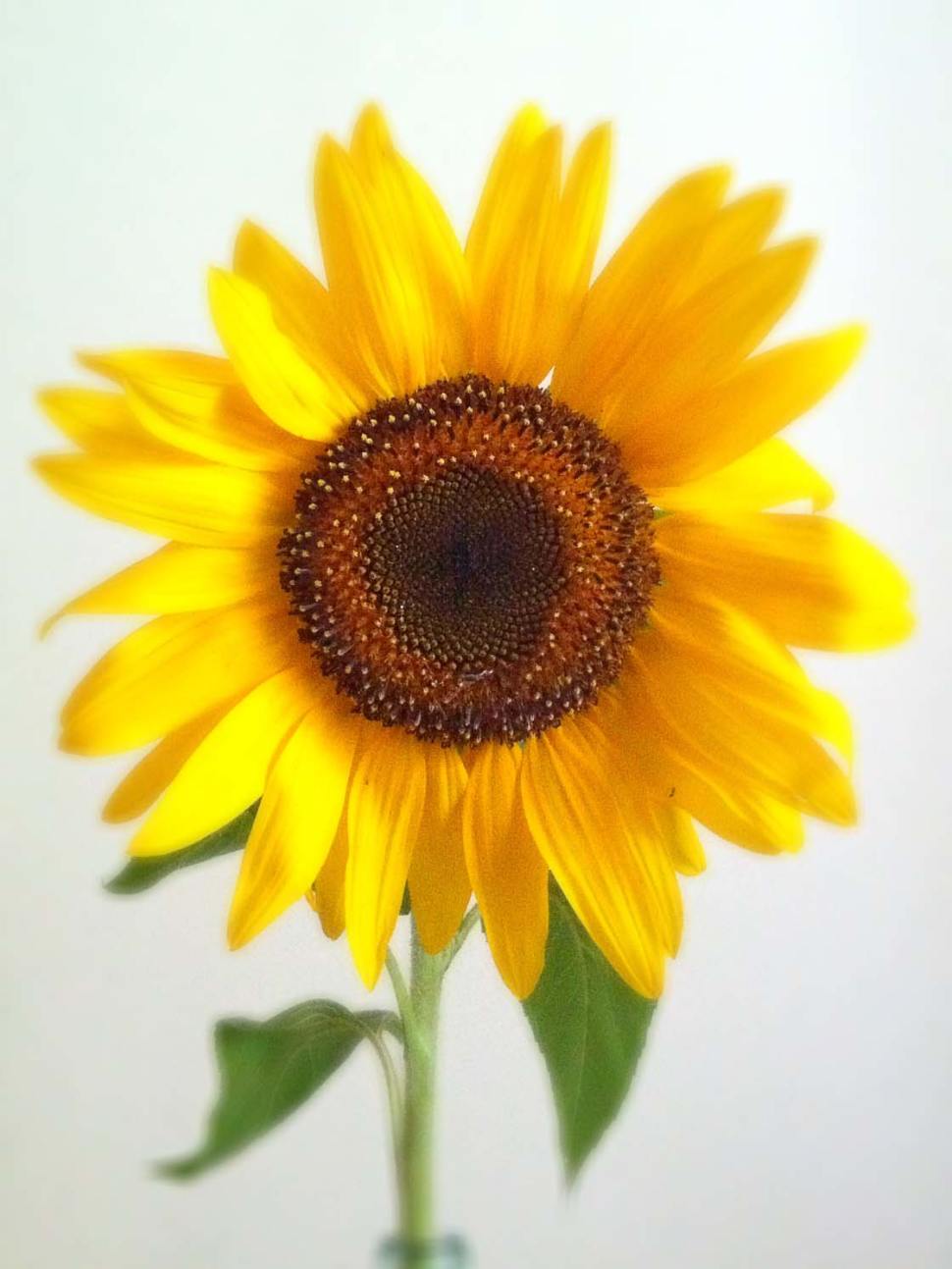 5 Ways To Enhance Your Flower Photos With iPhone Editing Apps