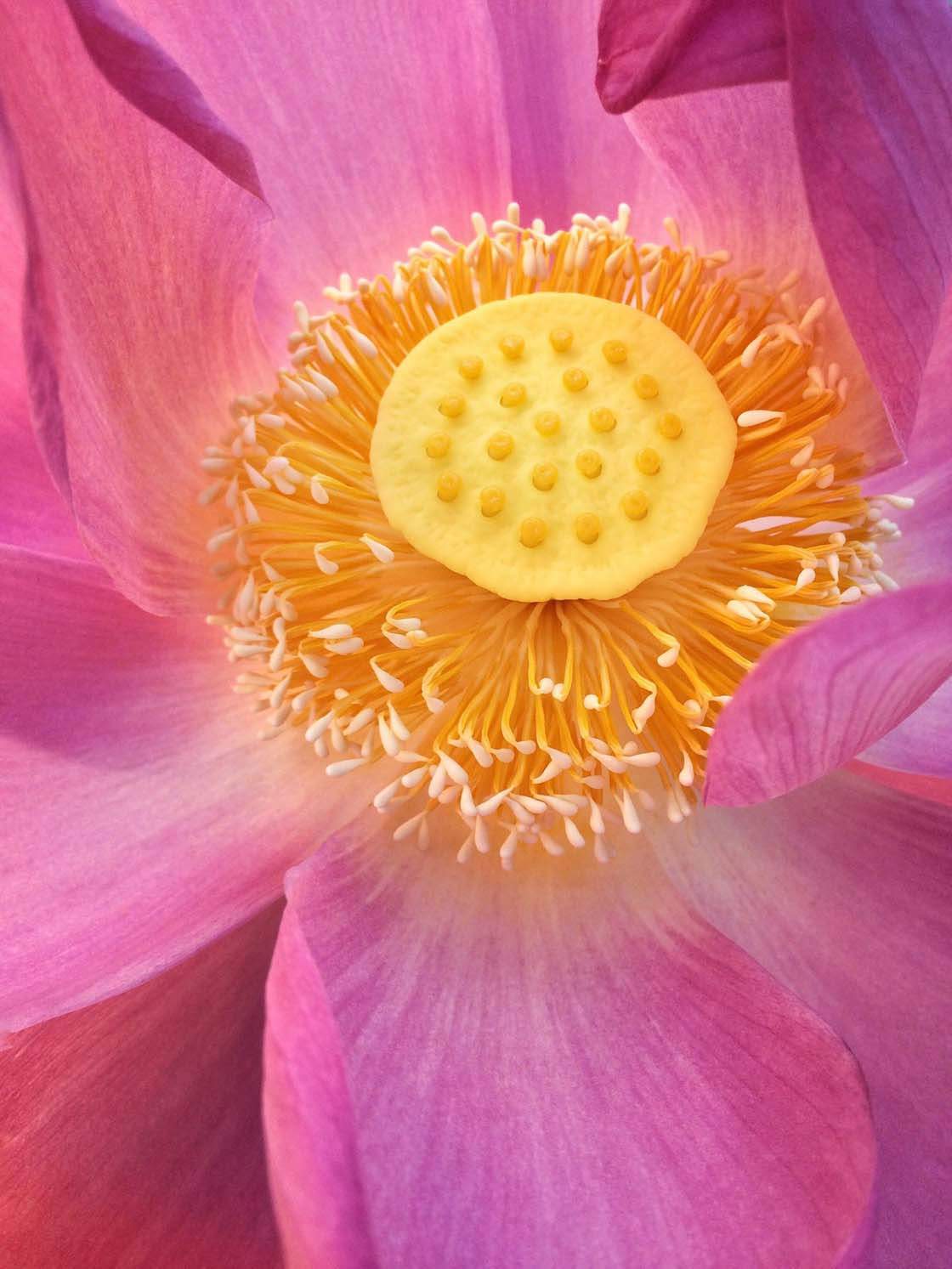 30 Stunningly Beautiful iPhone Photos Of Flowers