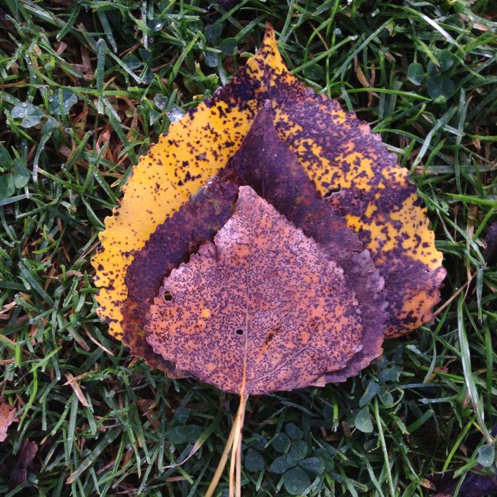 7 Essential Design Elements For Striking iPhone Photos