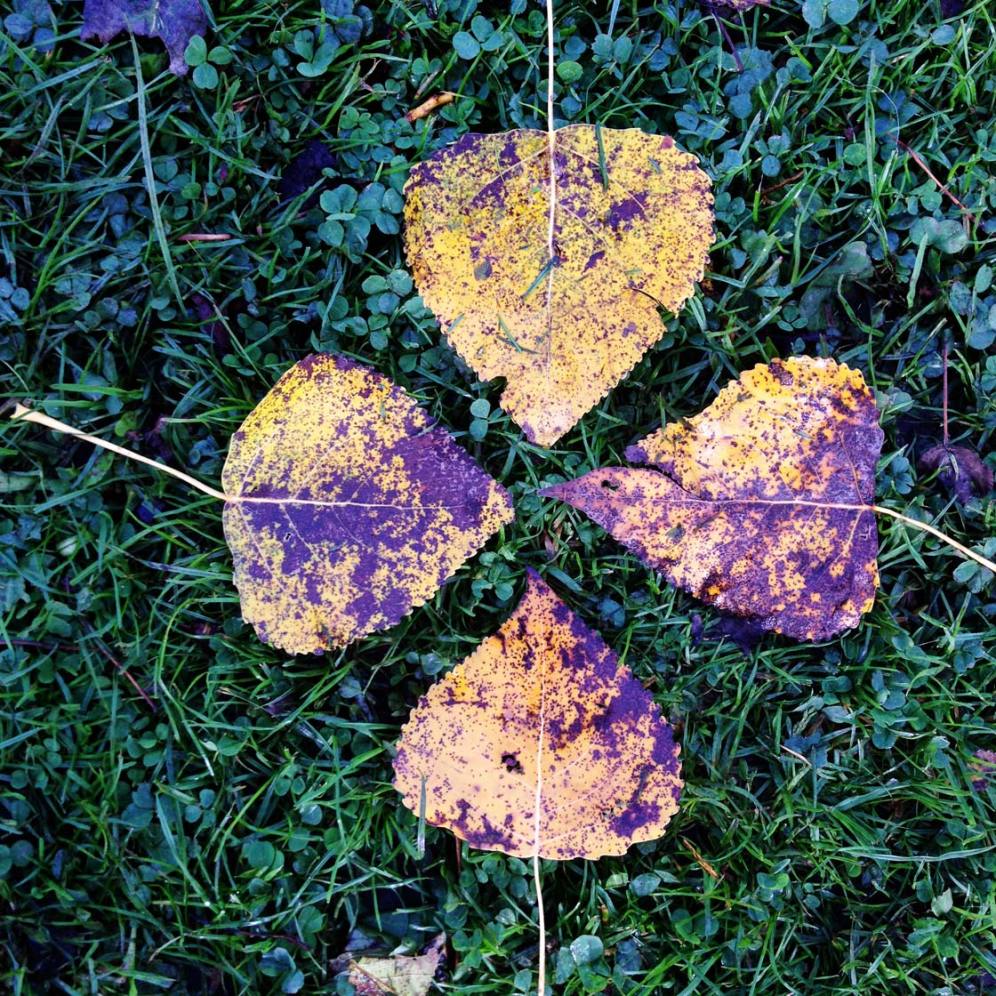 7 Essential Design Elements For Striking iPhone Photos