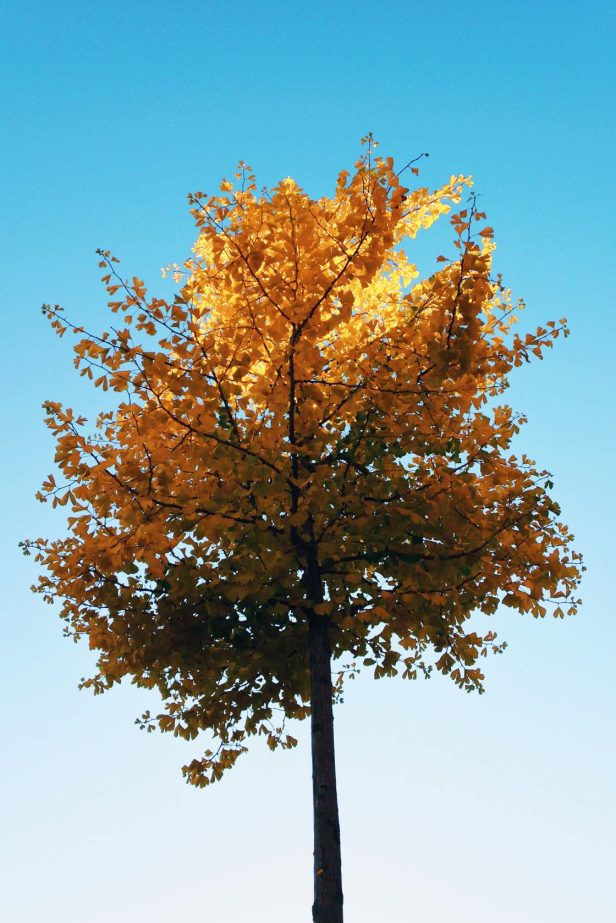 8 Tips For Taking Stunning iPhone Photos During Fall