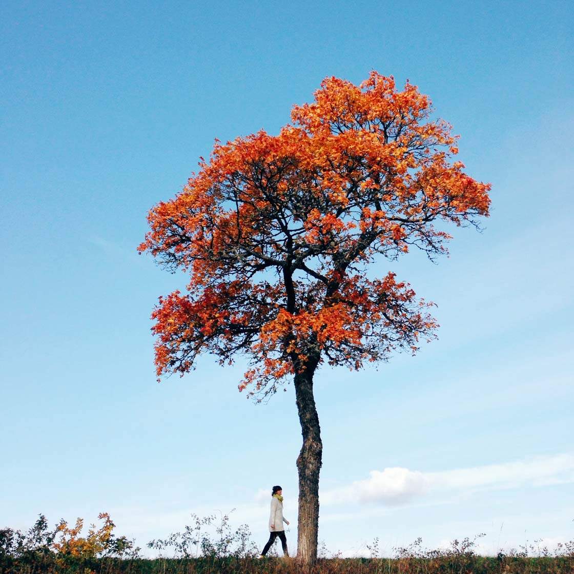 8 Tips For Taking Stunning iPhone Photos During Fall