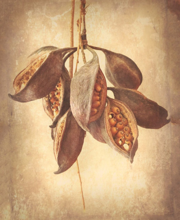 30 Beautiful Painterly Images Created With An iPhone