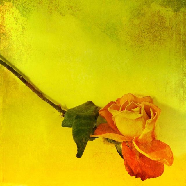 30 iPhone Photos That Make Incredible Use Of Color