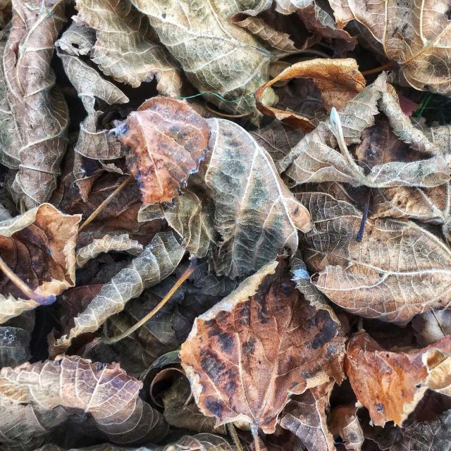 30 Great iPhone Photos That Capture The Beauty Of Fall