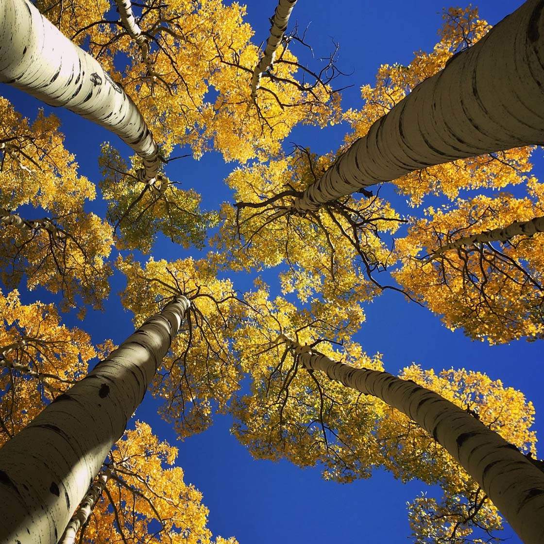 30 Great iPhone Photos That Capture The Beauty Of Fall