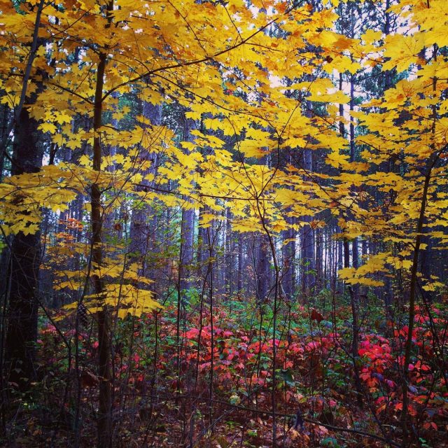 30 Great iPhone Photos That Capture The Beauty Of Fall