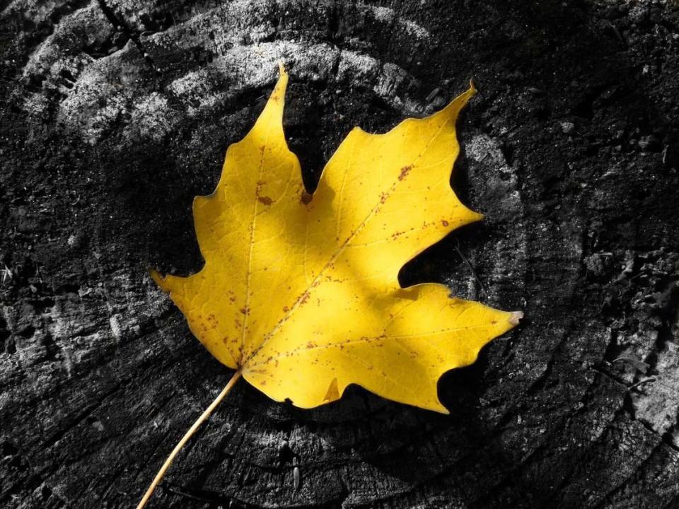 30 Great iPhone Photos That Capture The Beauty Of Fall