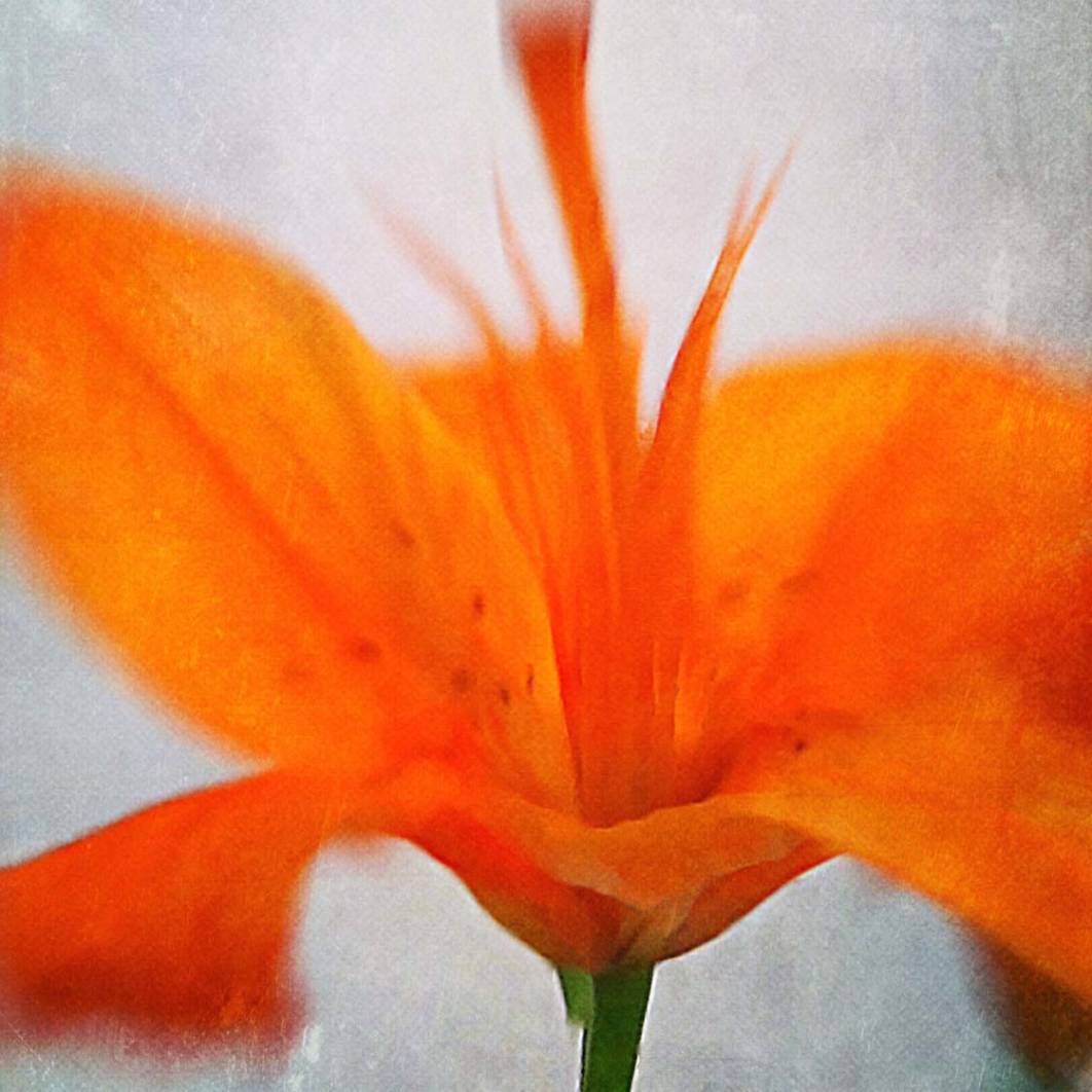 How To Create A Unique Flower Portrait iPhone Photo