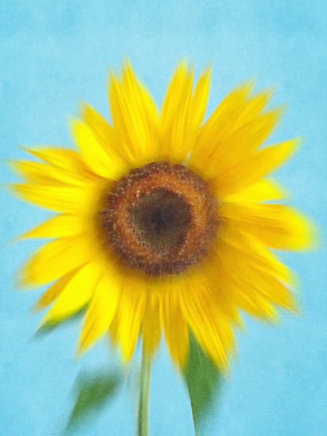 How To Create A Unique Flower Portrait iPhone Photo