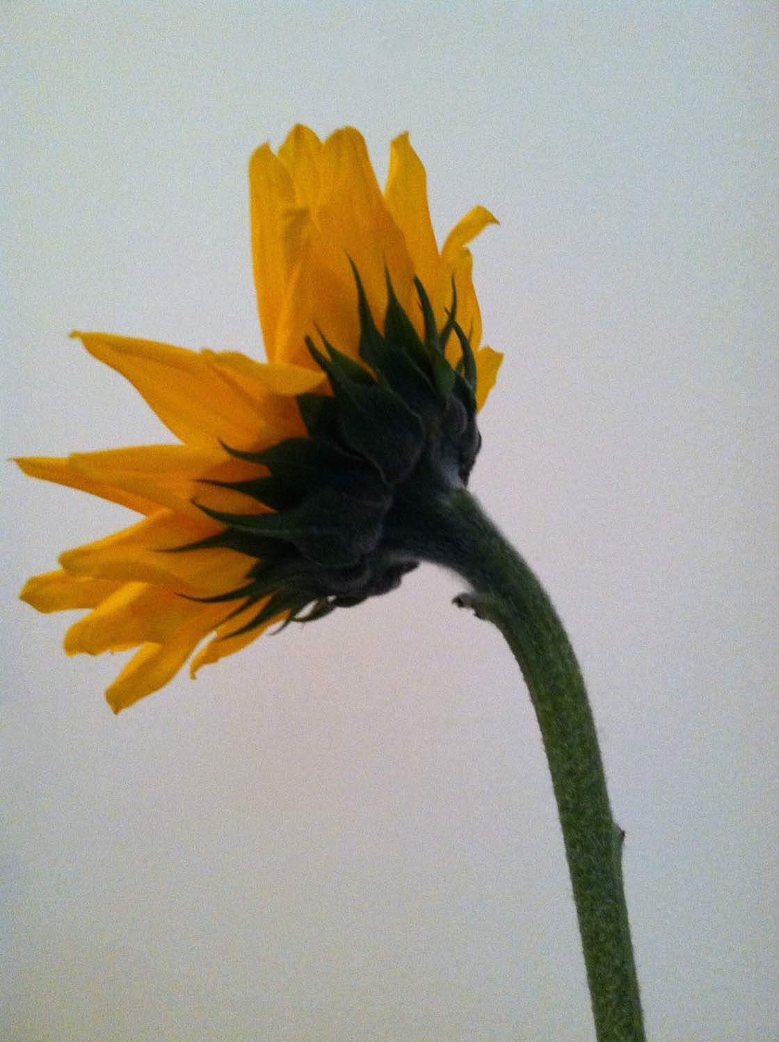 How To Create A Unique Flower Portrait iPhone Photo