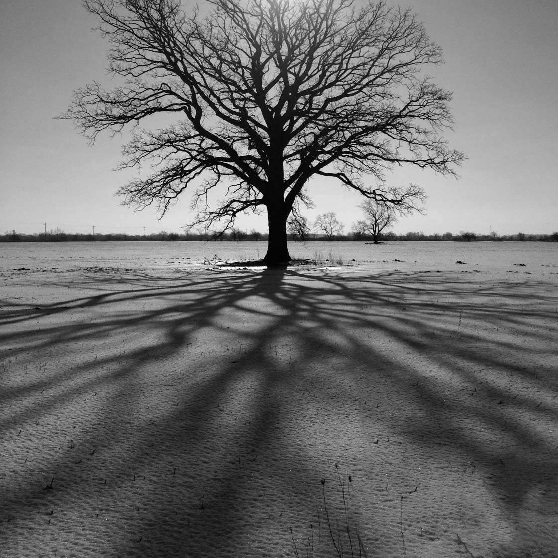 How To Use Winter Trees As Great iPhone Photography Subjects