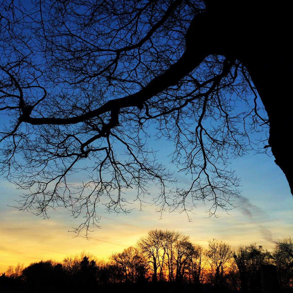 How To Use Winter Trees As Great iPhone Photography Subjects