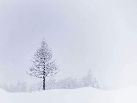 30 Incredible iPhone Photos Of Trees & Leaves