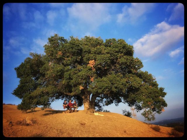 30 Incredible iPhone Photos Of Trees & Leaves