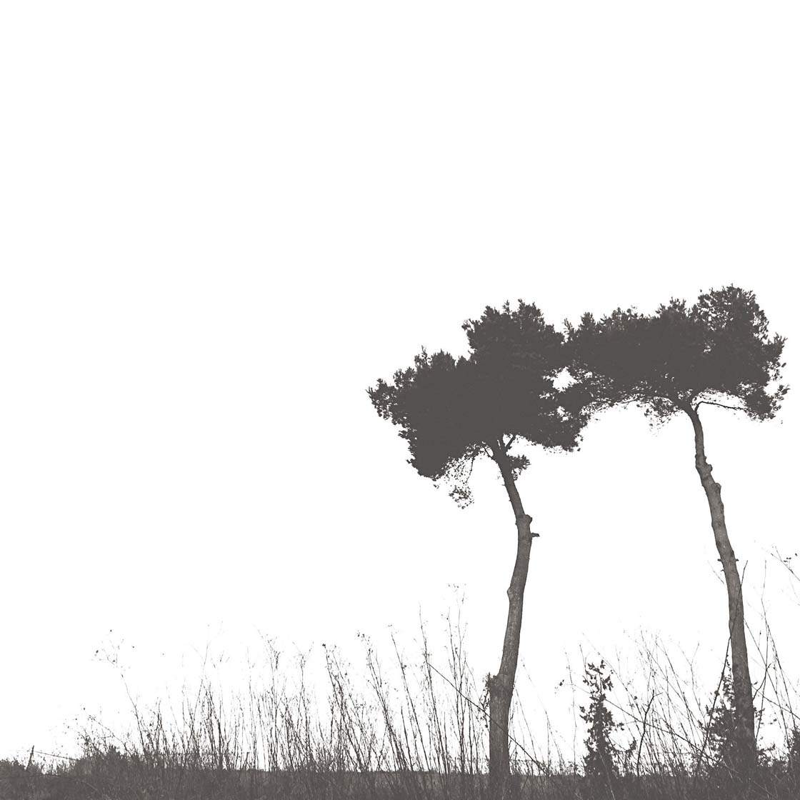 30 Incredible iPhone Photos Of Trees & Leaves