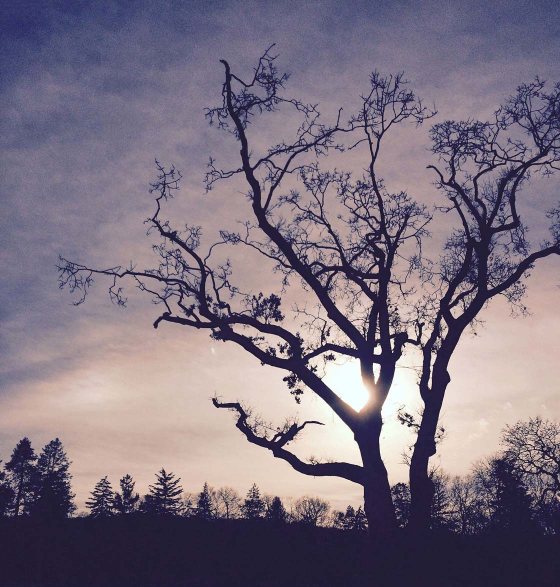 30 Incredible iPhone Photos Of Trees & Leaves