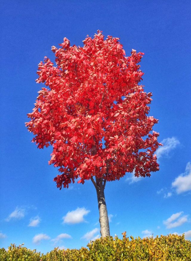 30 Incredible iPhone Photos Of Trees & Leaves