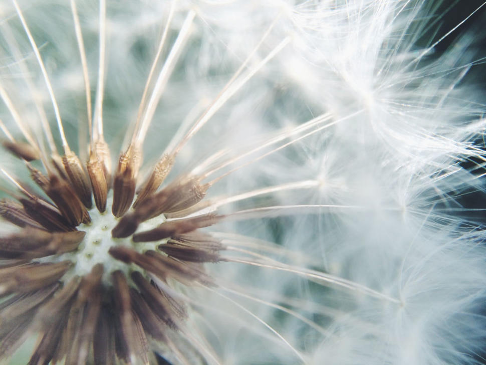 How To Take Beautiful Nature Close-Up Photos On iPhone