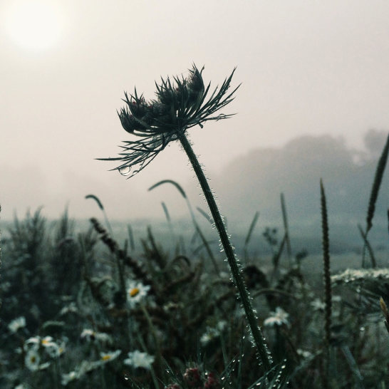 How To Take Beautiful Nature Close-Up Photos On iPhone