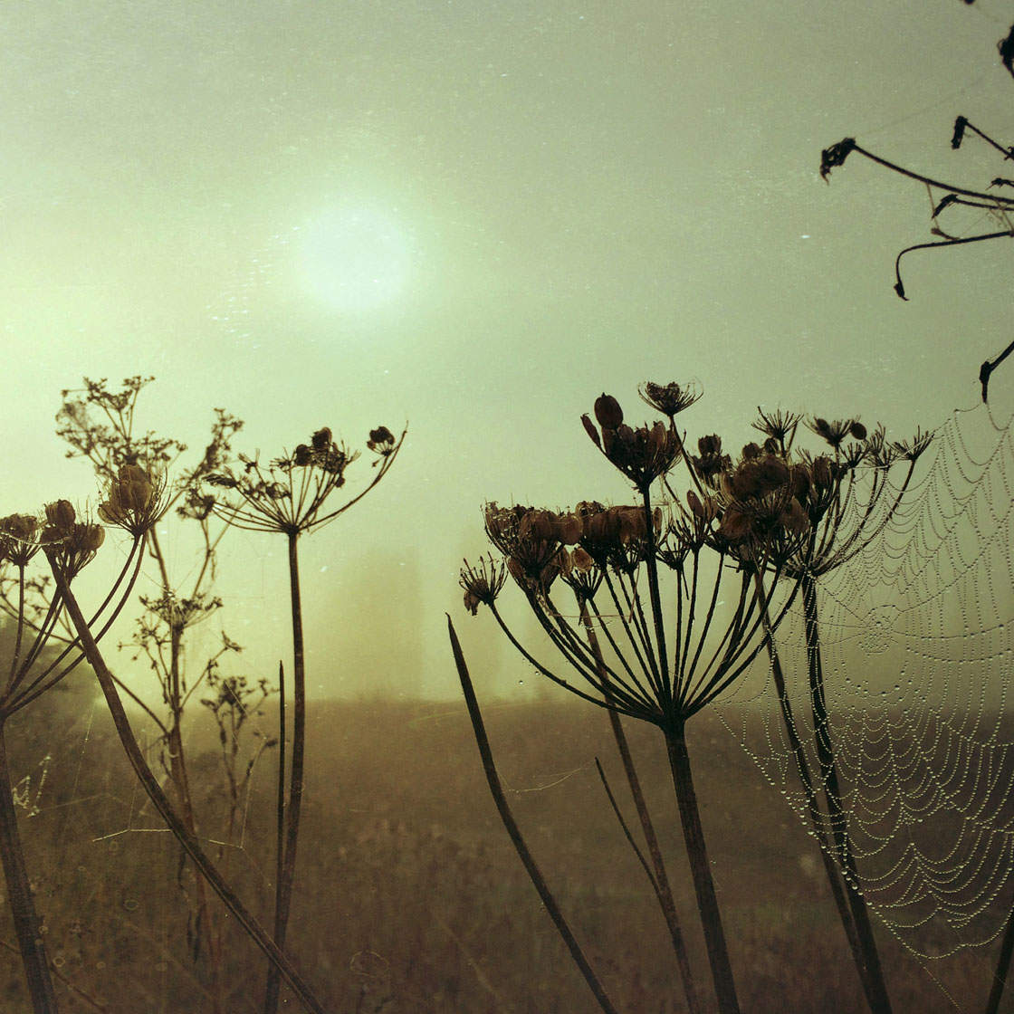 How To Take Beautiful Nature Close-Up Photos On iPhone