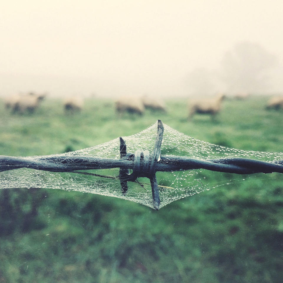 How To Take Beautiful Nature Close-Up Photos On iPhone