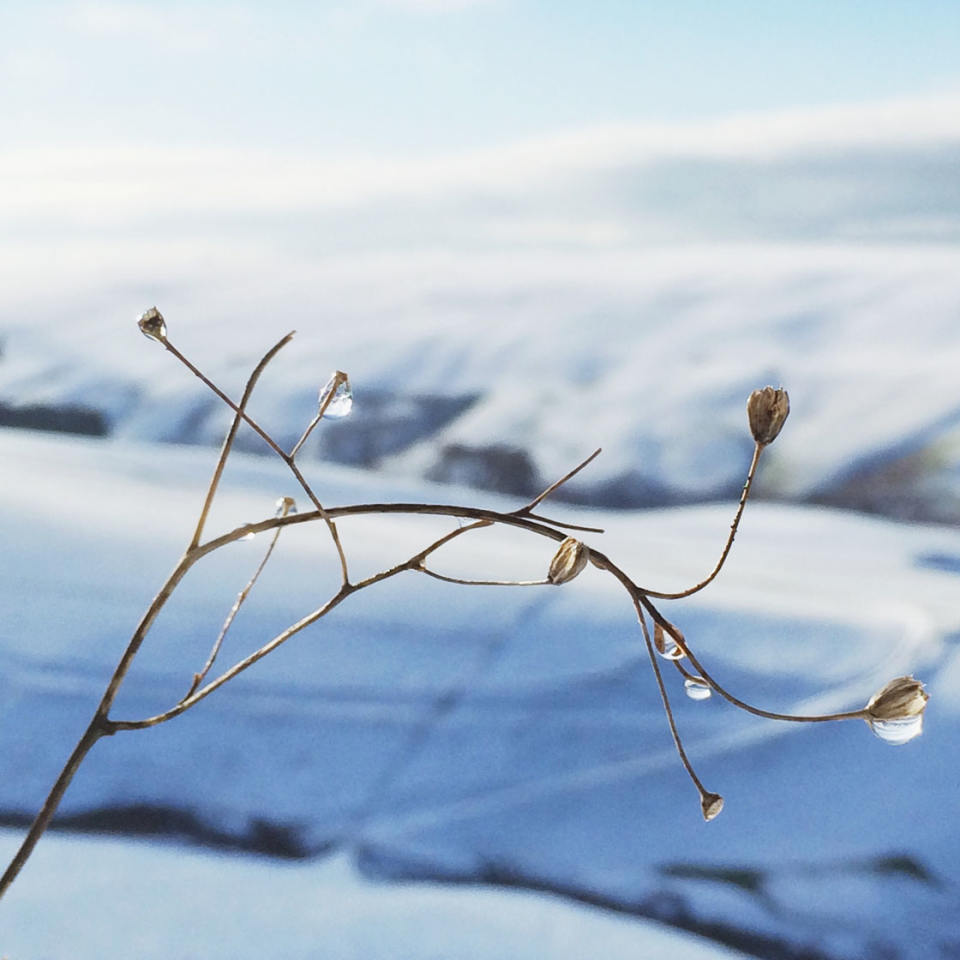 How To Take Beautiful Nature Close-Up Photos On iPhone