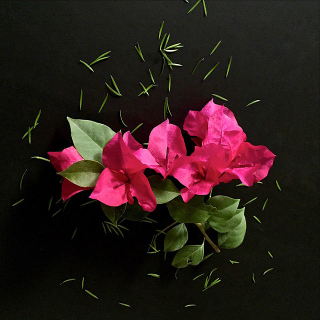 10 Ideas For Great Still Life Subjects For Your iPhone Photos