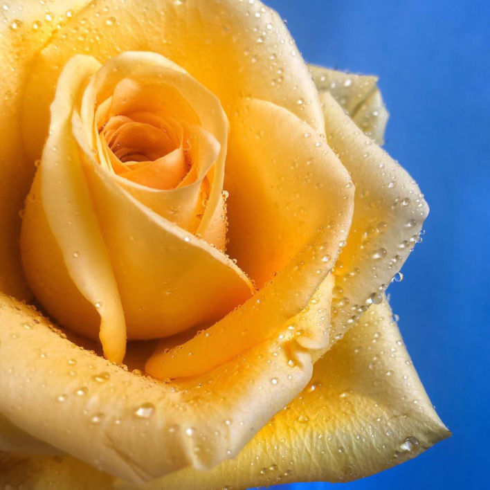 10 Still Life Composition Tips For Beginner iPhone Photographers
