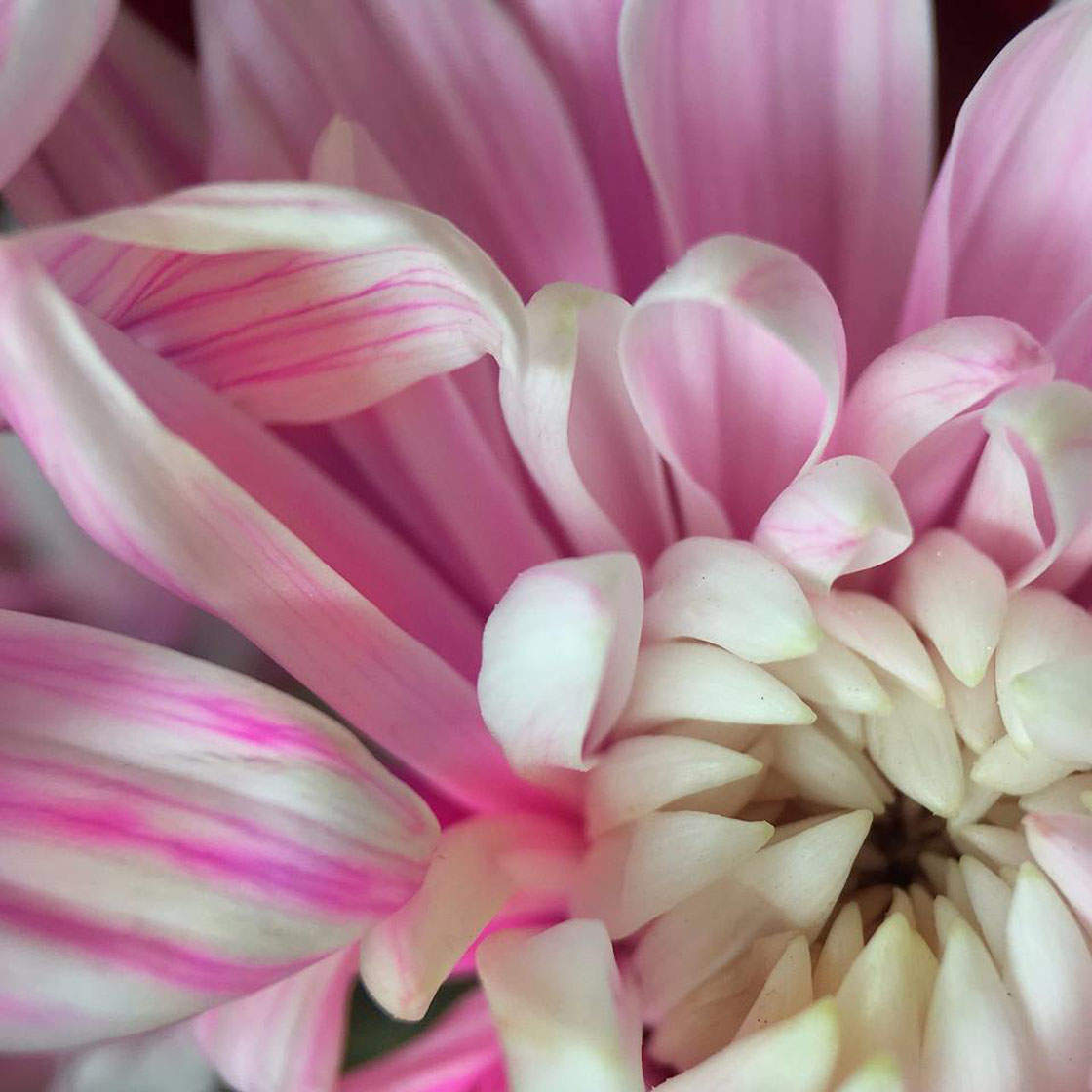 10 Still Life Composition Tips For Beginner iPhone Photographers