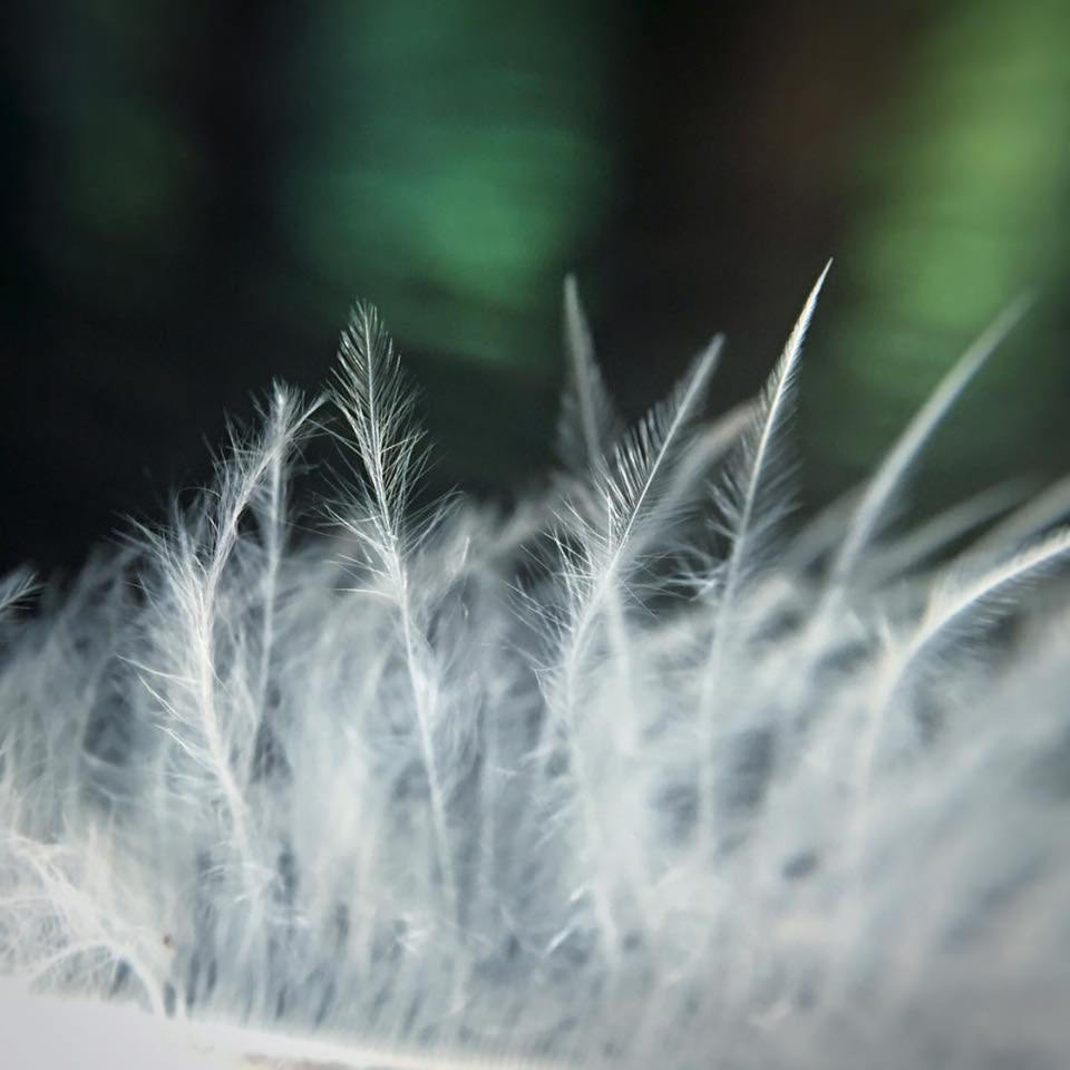 10 Still Life Composition Tips For Beginner iPhone Photographers