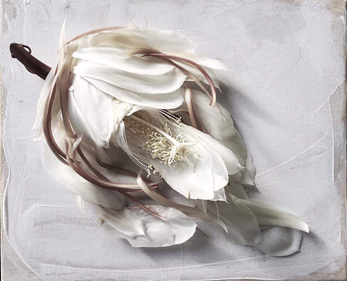 5 Ways To Create Wonderful Mood In Your Still Life iPhone Photos