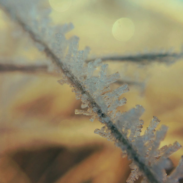 11 Tips For Shooting Magical iPhone Photos In Mist & Fog