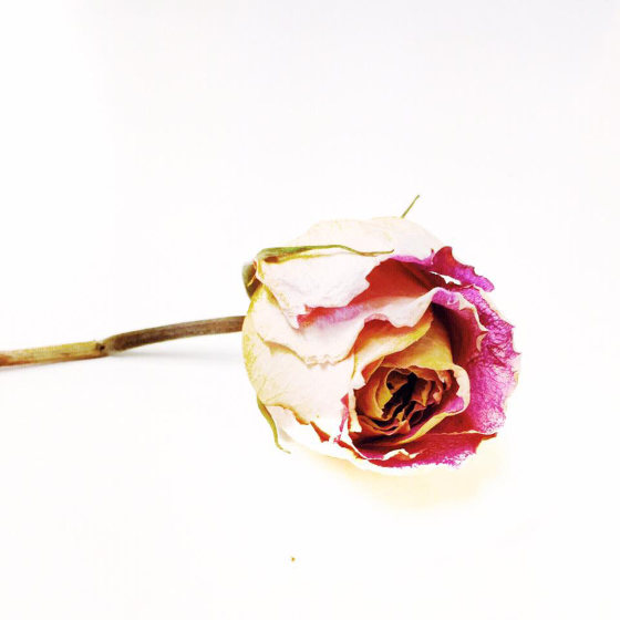 5 Ways To Create Wonderful Mood In Your Still Life iPhone Photos