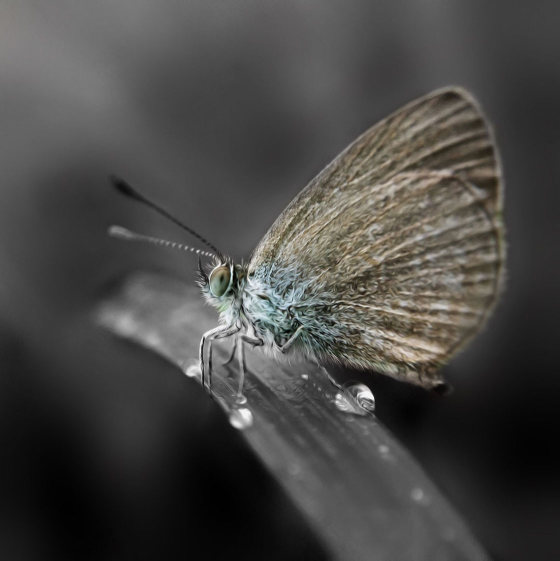 30 Incredible Close-Up & Macro iPhone Photos