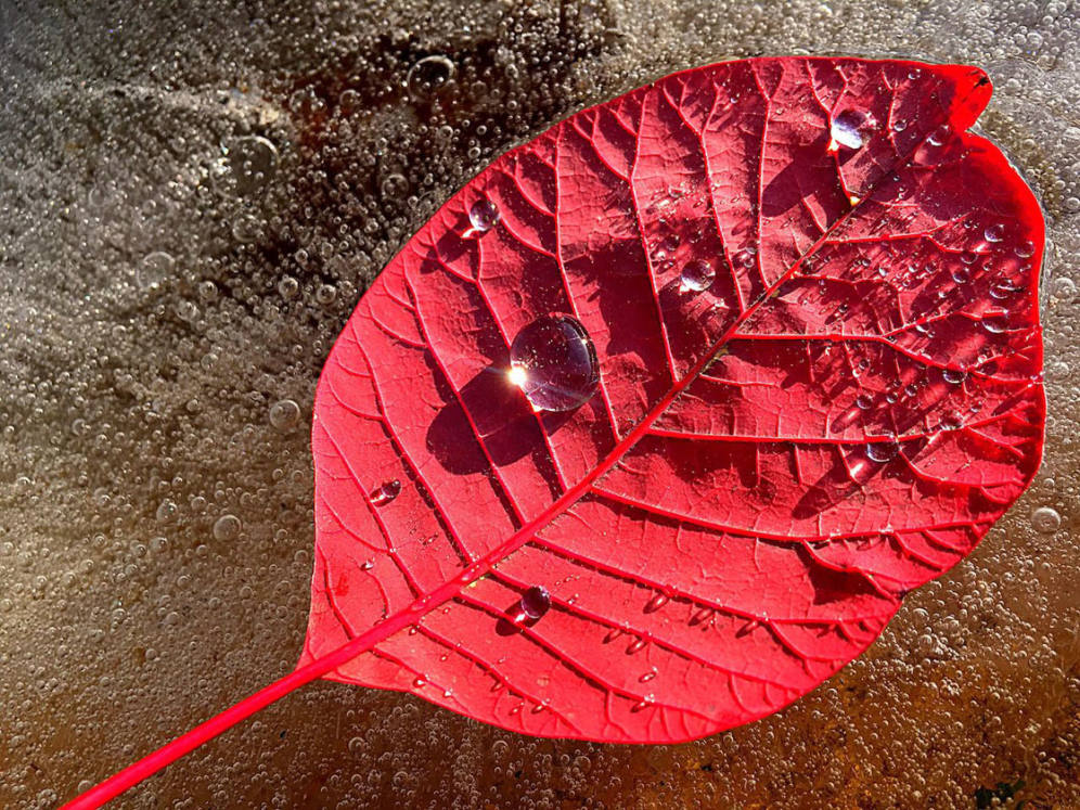 30 Incredible Close-Up & Macro iPhone Photos