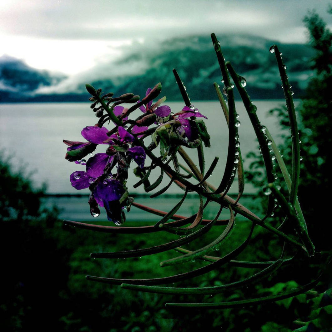 30 Incredible Close-Up & Macro iPhone Photos
