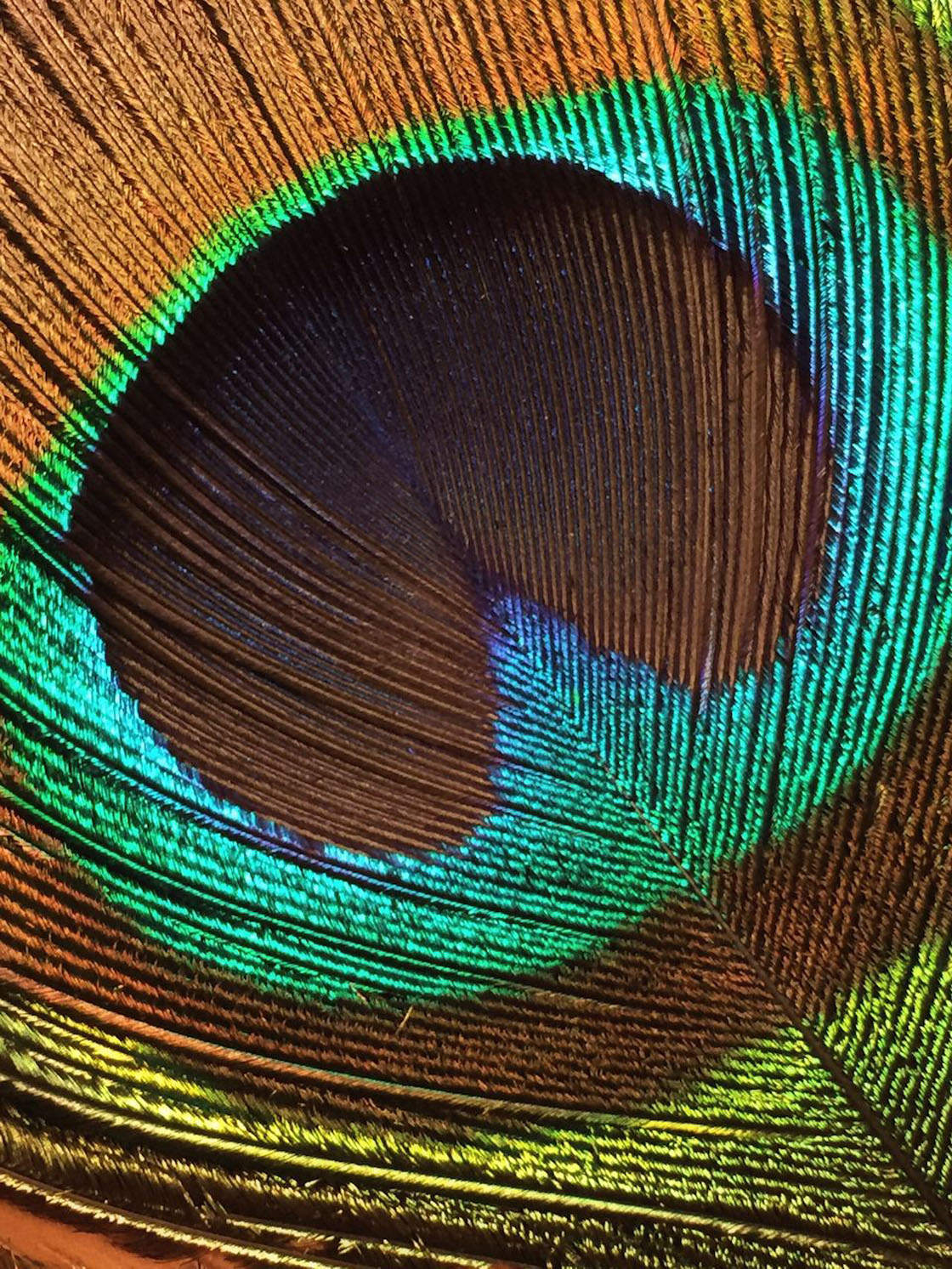 30 Incredible Close-Up & Macro iPhone Photos