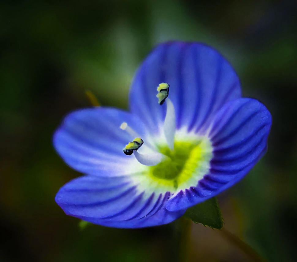 30 Incredible Close-Up & Macro iPhone Photos