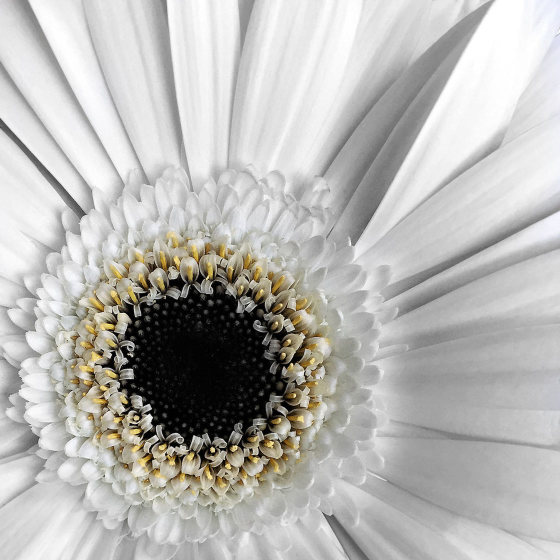 30 Beautiful iPhone Photos With A White Color Scheme