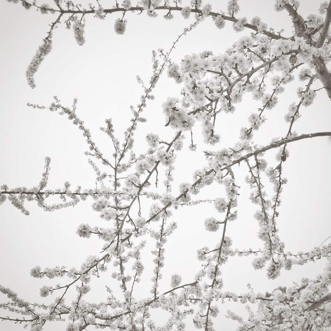 30 Beautiful iPhone Photos With A White Color Scheme