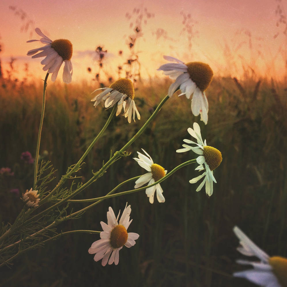 11 Instagram Tips For Beginner iPhone Photographers