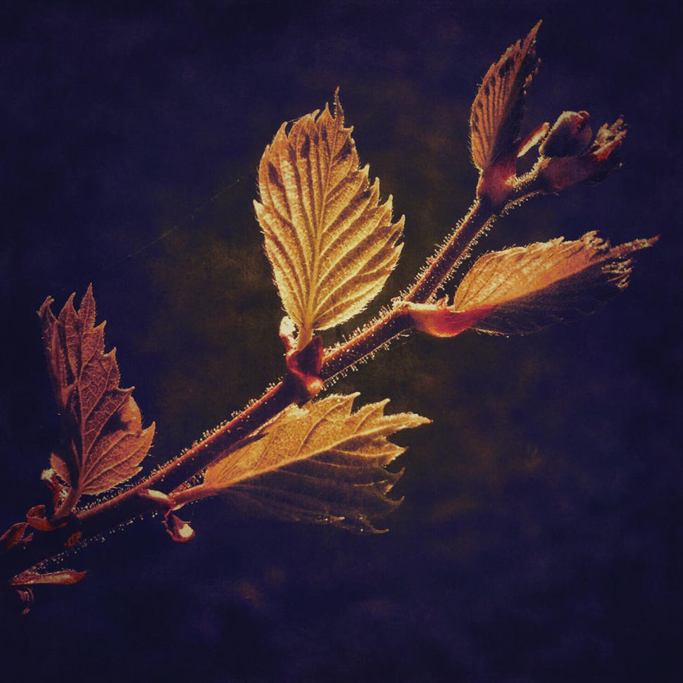 30 Beautiful Warm-Colored iPhone Photos