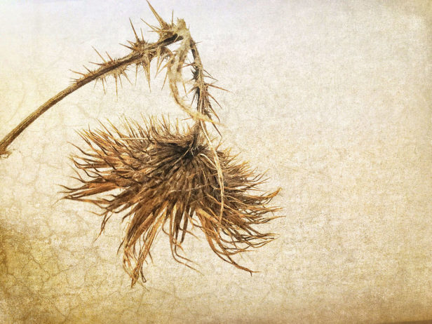 30 Stunning Examples Of Creative iPhone Photography