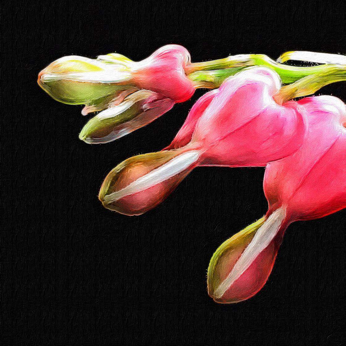 Contest | iPhone Photography School